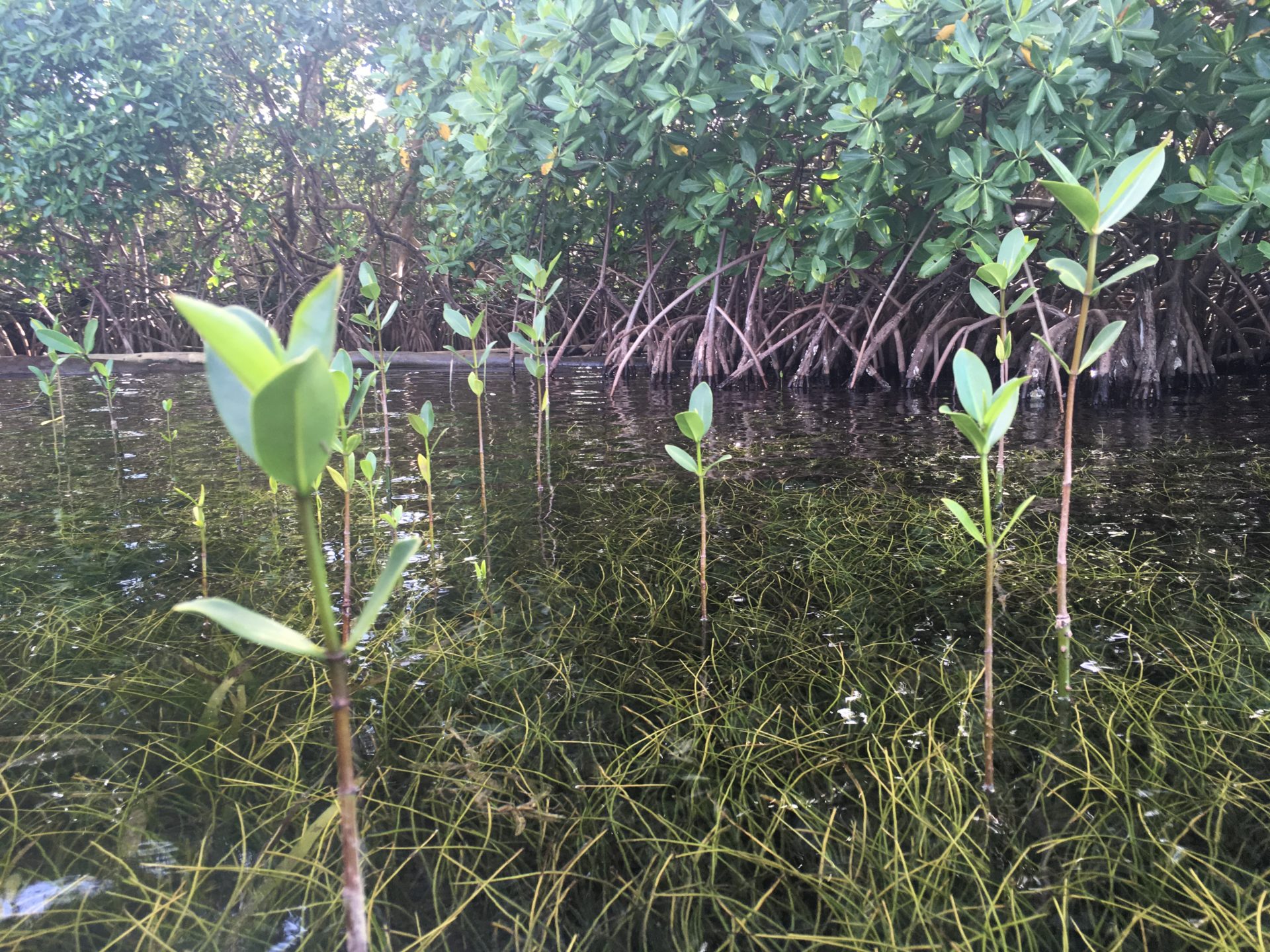 Rôle des mangroves - Interreg Carib Coast