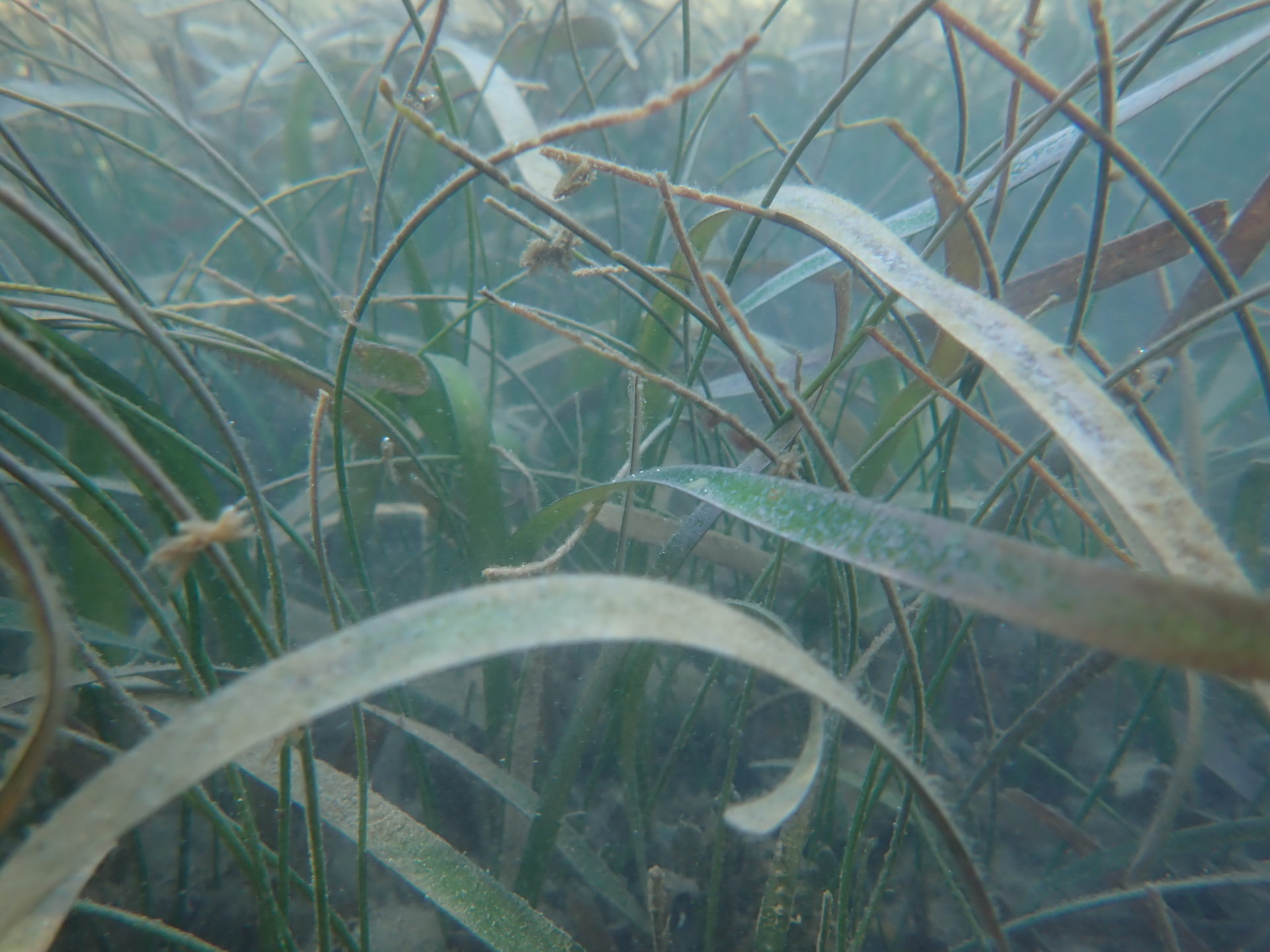 Sea grass - Interreg Carib Coast