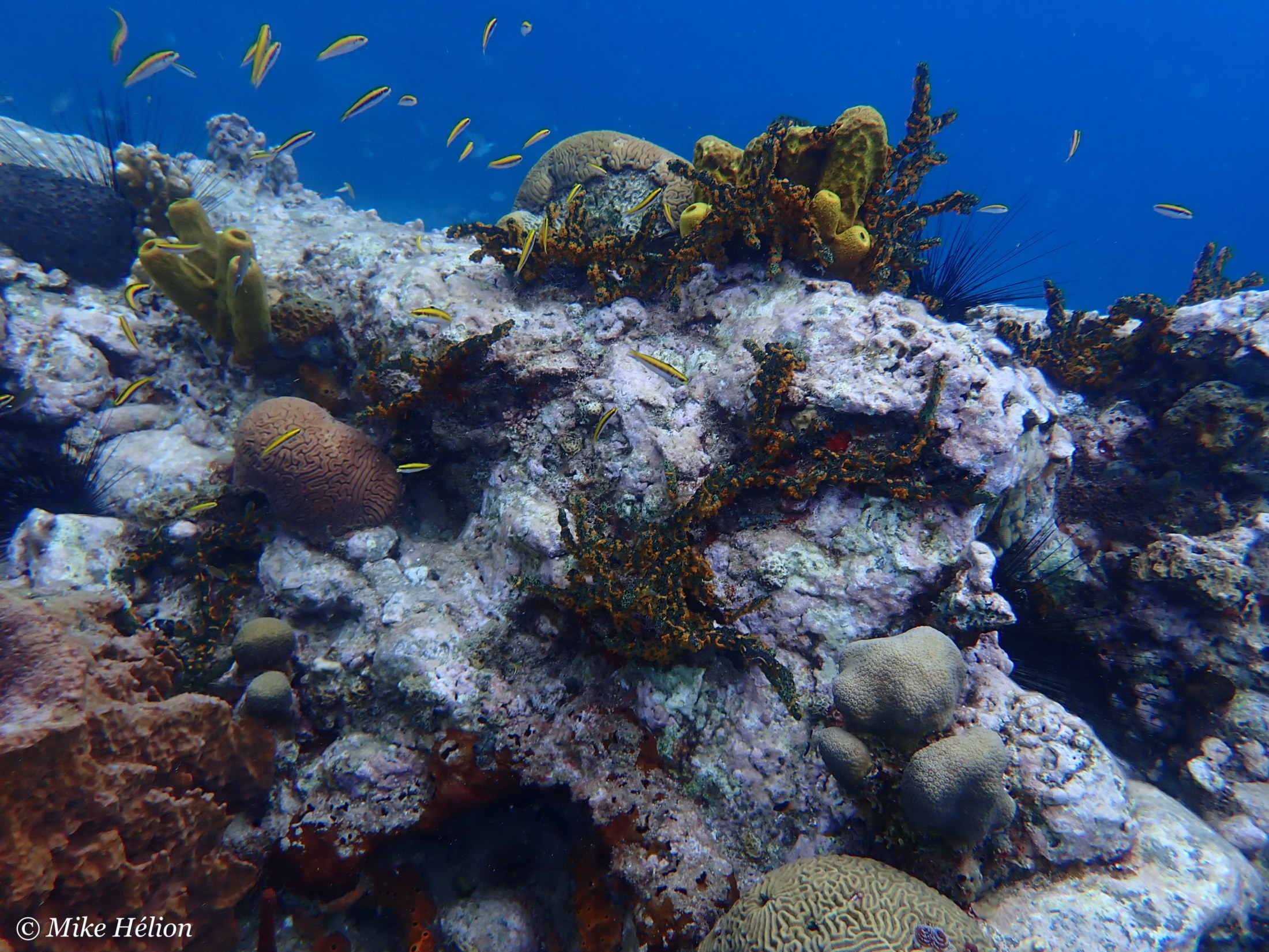 Launch of pilot sites in the race to preserve the marine ecosystems of ...