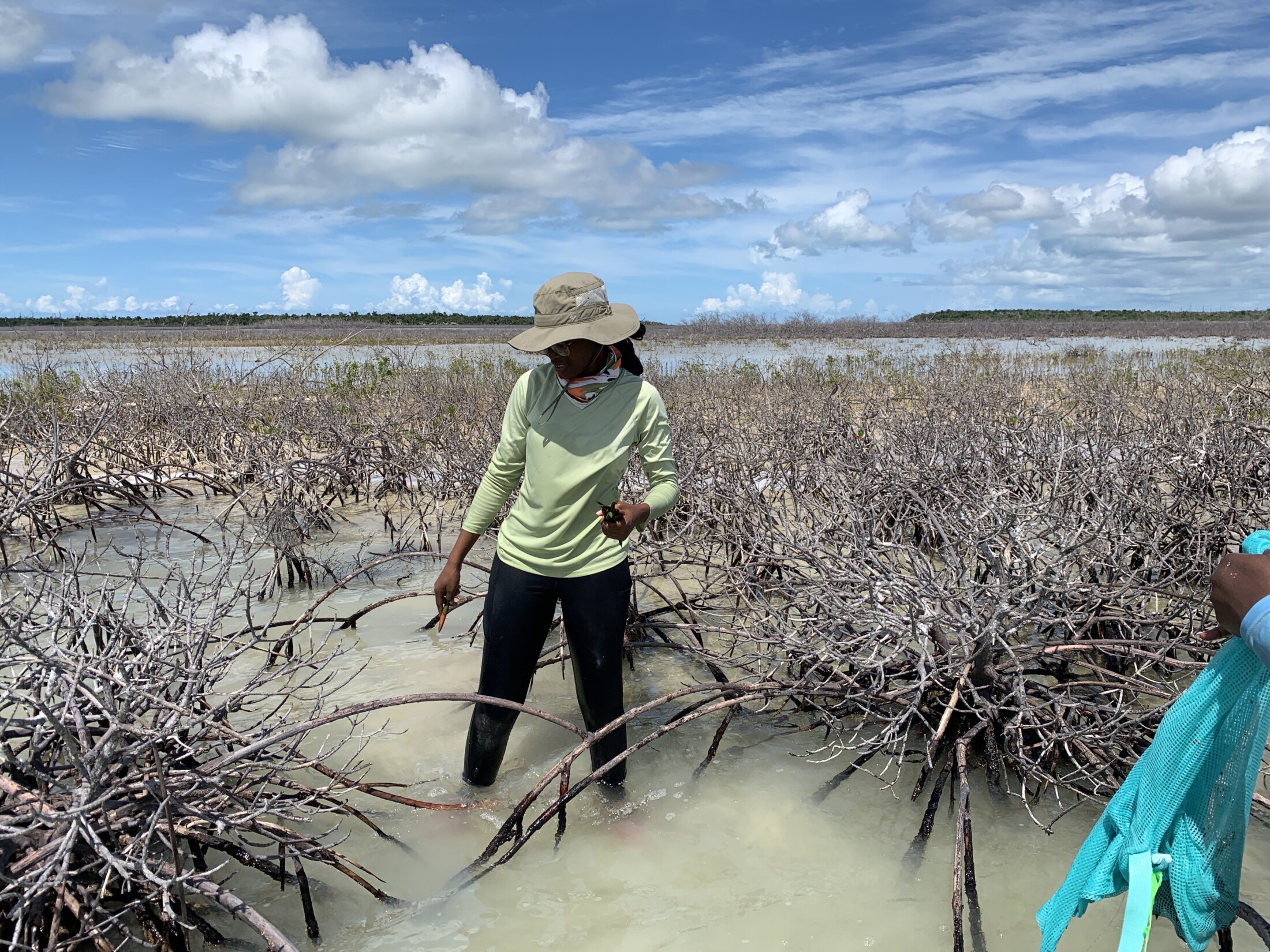 Mangrove Restoration Pilot site (SPAW-RAC) - Interreg Carib Coast