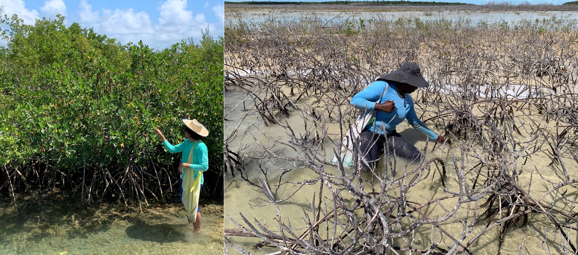 Mangrove Restoration Pilot site (SPAW-RAC) - Interreg Carib Coast